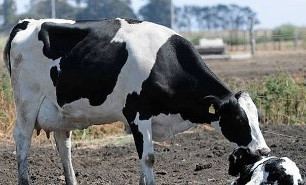 Desarrollan un sensor para detectar partos en vacas | Agrofy News Desarrollan un sensor para detectar partos en vacas | Agrofy News