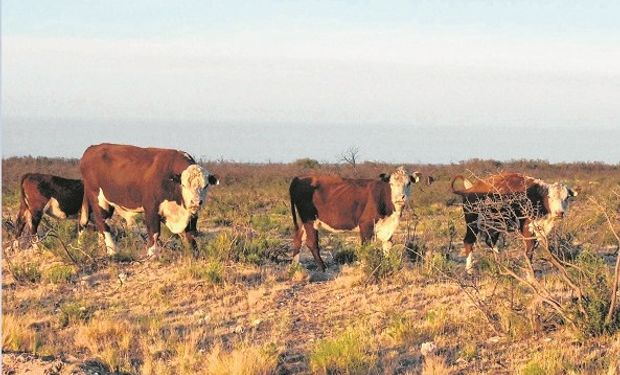 Río Negro Declaran La Emergencia Agropecuaria Por La Sequía Agrofy News