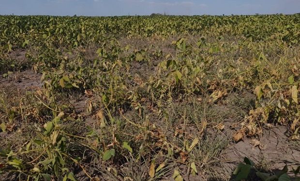 Córdoba Reclamó Que Nación Declare La Emergencia Agropecuaria Por La