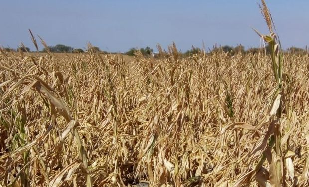 Sequía Nación Homologó La Emergencia Agropecuaria De Santa Fe Agrofy